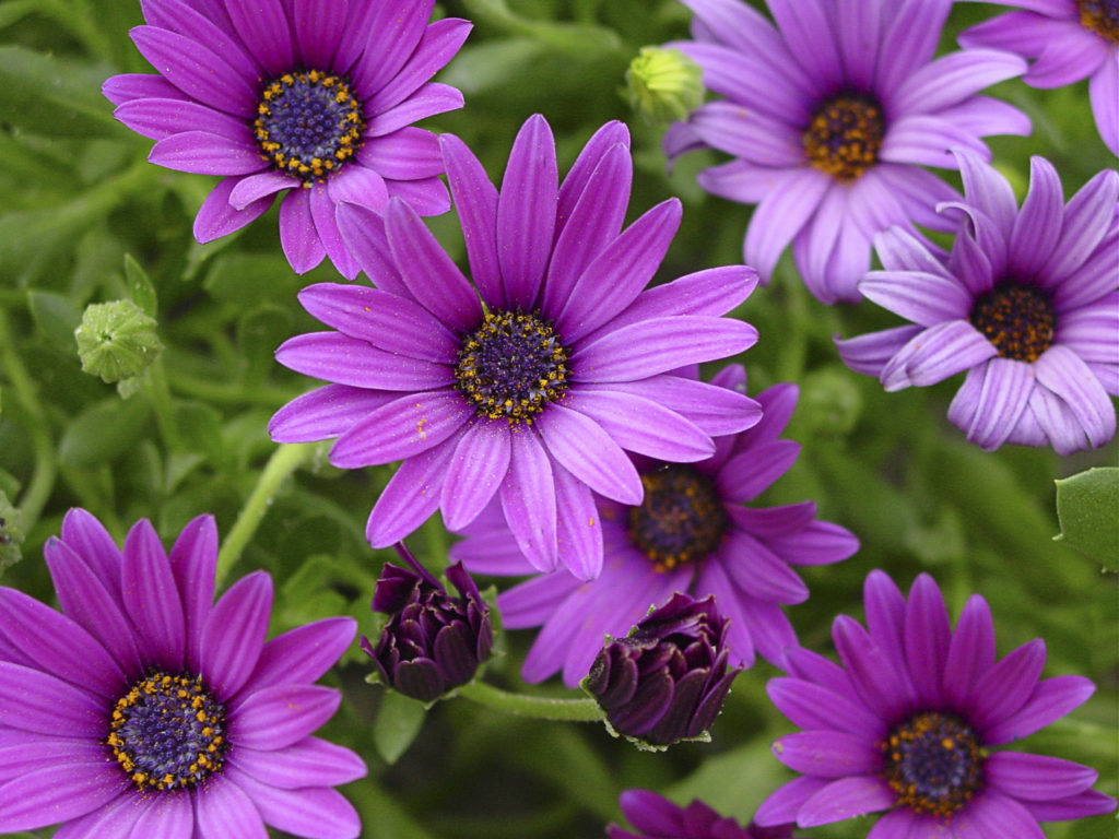 African Daisy – DLT Growers