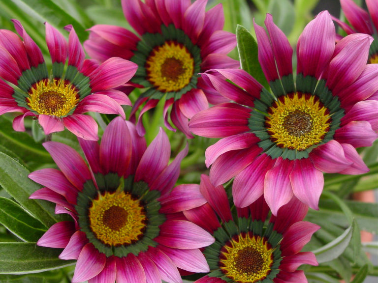 Gazania – DLT Growers