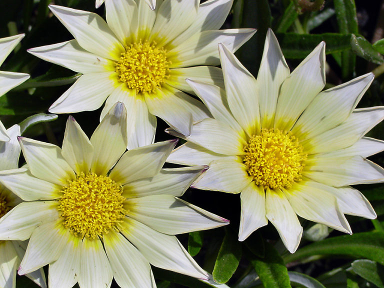 Gazania Semi-Trailing Green Leaf – DLT Growers