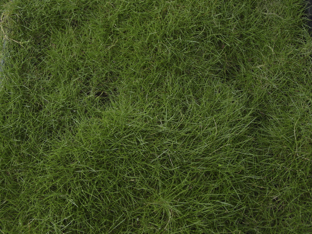 Korean Grass – DLT Growers