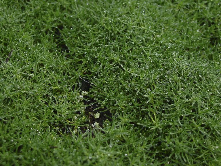 Moss Dlt Growers