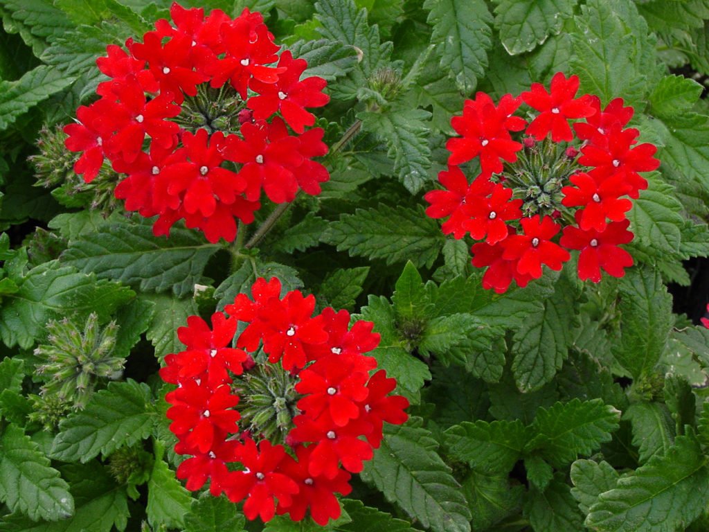 Groundcovers – DLT Growers